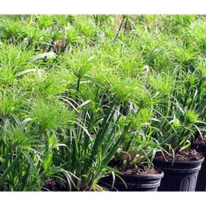 Tropical Pond Marginal Bog Plant - Papyrus King or Cyperus percamenthus ...