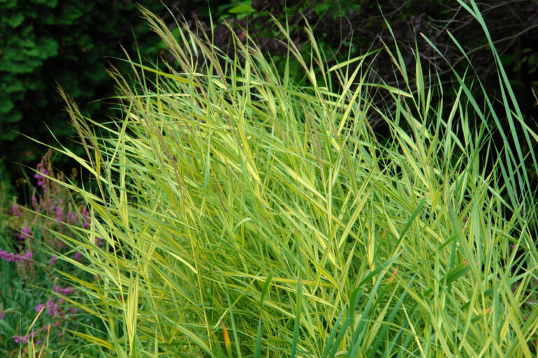 Winter Hardy Pond Marginal Bog Plant - Reed Variegated Giant or ...