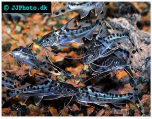Pictus Catfish | Arizona Aquatic Gardens