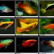 Platy Fish or Platies Xiphophorus maculatus