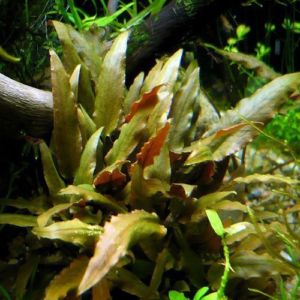Red Cryptocoryne Wendtii Potted Aquarium Plant | Arizona Aquatic Gardens