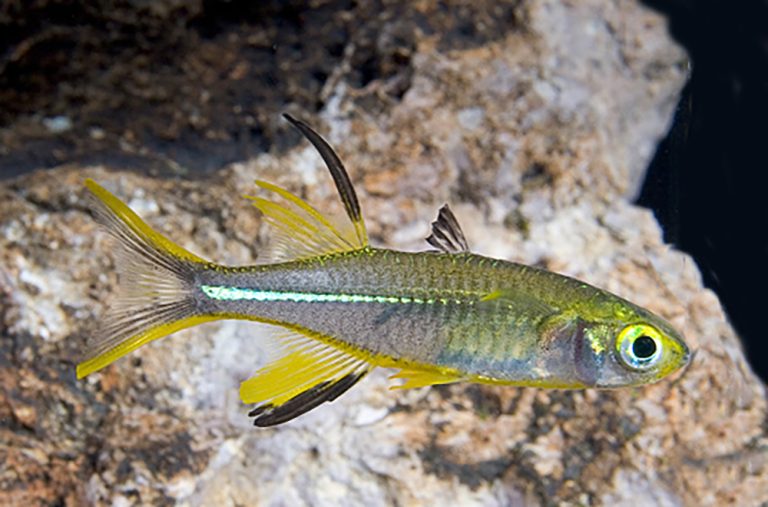 Buy Celebese Tropical Rainbowfish at AzGardens.com