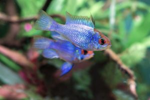 Dwarf Electric Blue Ram Cichlid | Arizona Aquatic Gardens