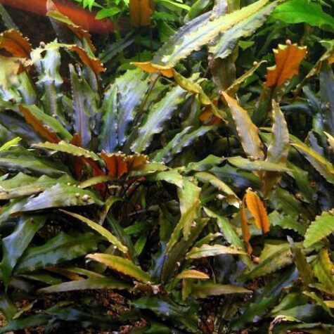 Aqualeaf Aquatics Cryptocoryne Wendtii Bronze Live Aquarium Plant ...