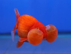 Red Dragon Bubble-eye Goldfish | Arizona Aquatic Gardens
