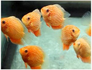Red-Spotted Gold Severum Cichlid Fish | Arizona Aquatic Gardens