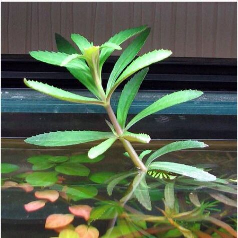 Rice Paddy Herb Limnophila aromatica Aquatic Plant | Arizona Aquatic ...