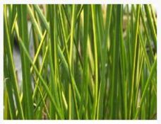 Rush (Variegated) or Baumea rubiginosa variegata Bog Plant - Arizona ...