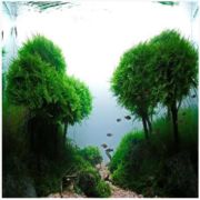 Singapore Java Moss Aquatic Plant | Arizona Aquatic Gardens