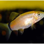 Loach, Botia & Garra Aquarium Fish Archives | Arizona Aquatic Gardens