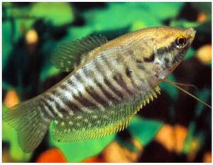 Snakeskin Gourami Fish | Arizona Aquatic Gardens