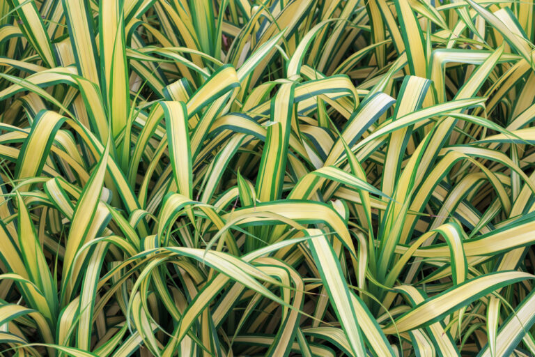 Spider Lily Variegated or Hymenocallis caribaea at Azgardens.com