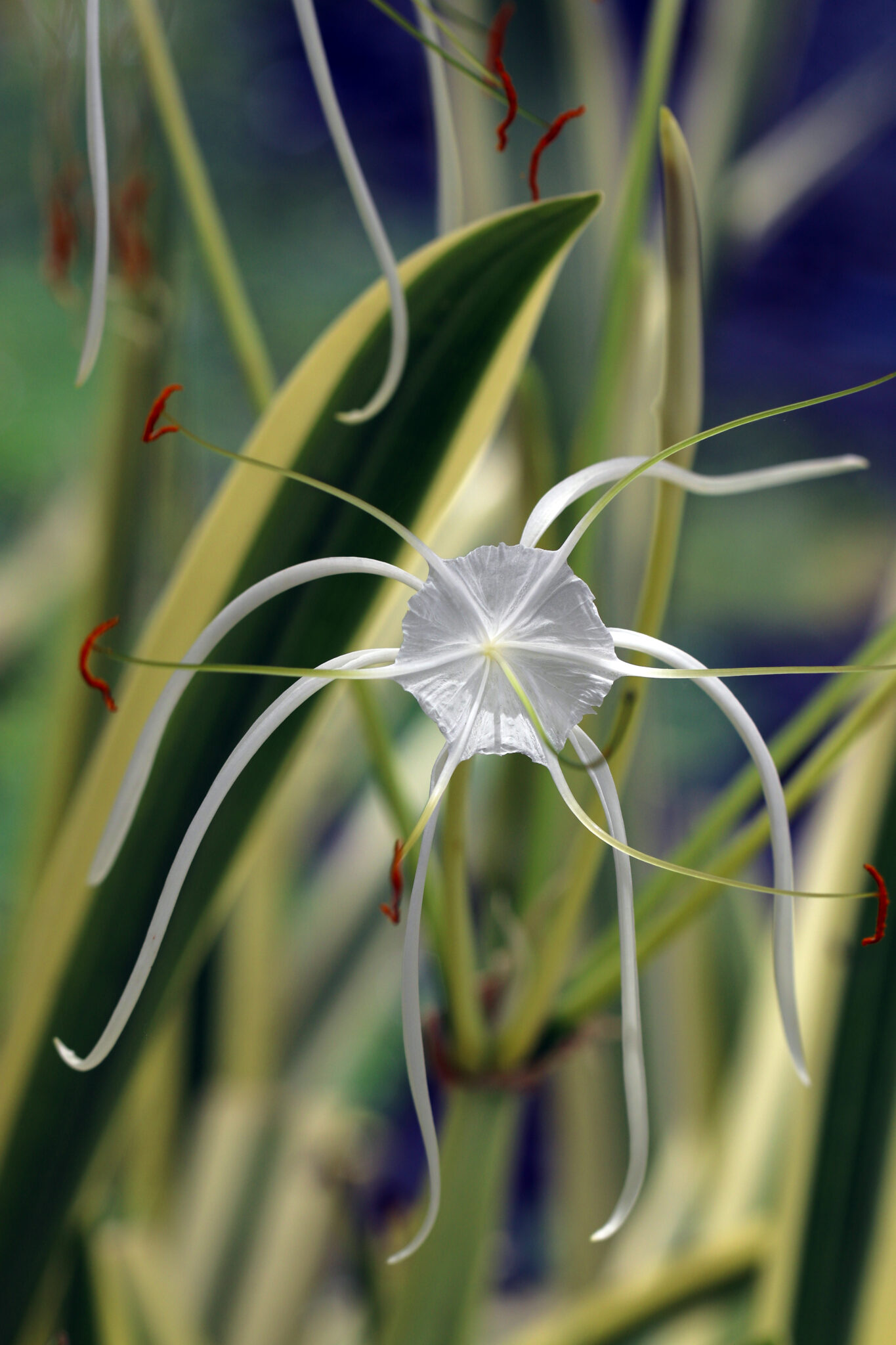 Spider Lily Variegated or Hymenocallis caribaea at Azgardens.com