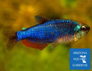 Super Blue King Tropical Tetra Inpaichthys kerri