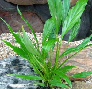 Brazilian Sword Spathiphyllum Tasson Potted Freshwater Aquarium Plant ...