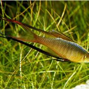 Splendid or Tropical Australian Rainbowfish - Arizona Aquatic Gardens
