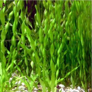 Vallisneria Red Jungle Aquarium Plant