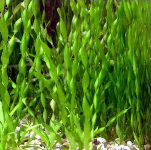 Vallisneria Red Jungle Aquarium Plant