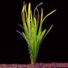 Vallisneria Red Jungle Aquarium Plant