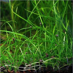 Vallisneria Red Jungle Aquarium Plant