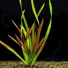 Vallisneria Red Jungle Aquarium Plant