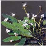 Water Hawthorne Bulbs Floating Plant - Arizona Aquatic Gardens