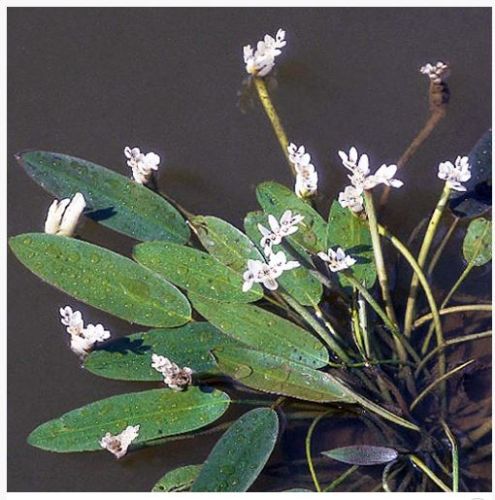 Water Hawthorne Bulbs Floating Plant - Arizona Aquatic Gardens