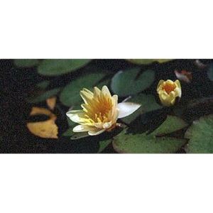 Yellow Sioux or Nymphaea 'Sioux' Winter Hardy Water Lily - Arizona ...