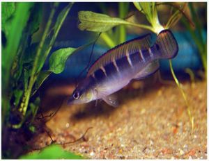 Yellow Tail Dwarf Pike Cichlid | Arizona Aquatic Gardens