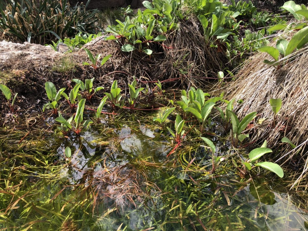 Yerba Mansa or Anemopsis Californica Bog Plant | Arizona Aquatic Gardens