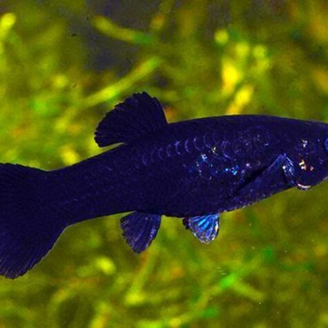 Redtail Blue Variatus Highfin Aquarium Fish for sale AzGardens.com