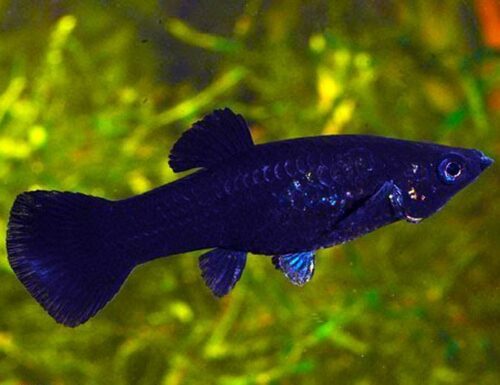 Yucatan Sphenops Molly | Arizona Aquatic Gardens