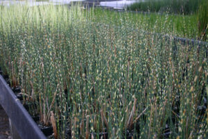 Rush Zebra or Schoenoplectus tabernaemontani zebrinus