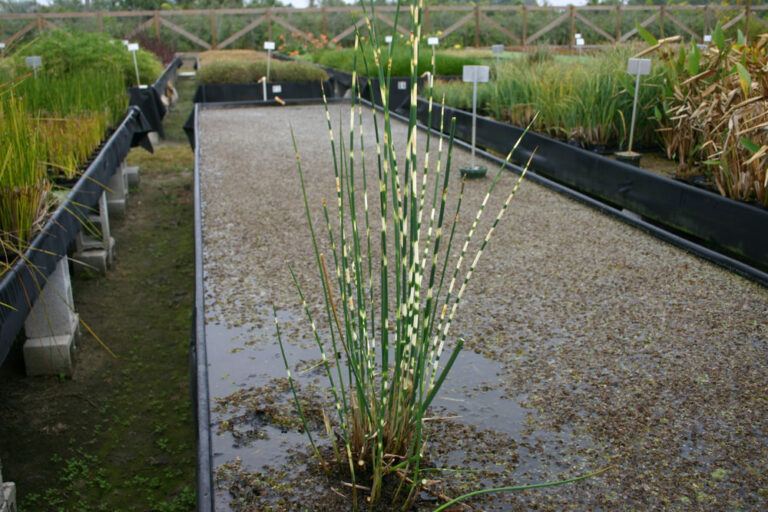Rush Zebra or Schoenoplectus tabernaemontani zebrinus