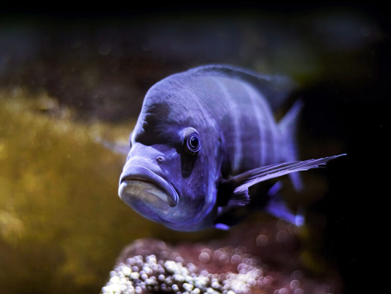 Buy Buffalohead Cichlid Steatocranus casuarius| AzGardens.com