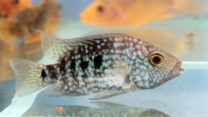 Green Texas Cichlid Rio Grande Cichlid | Arizona Aquatic Gardens