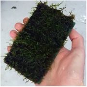 Aquarium Plants on Rocks Archives | Arizona Aquatic Gardens