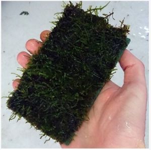 Java Moss on Mat | Arizona Aquatic Gardens