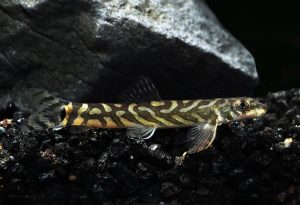 Buy Zodiac loaches | Arizona Aquatic Garden