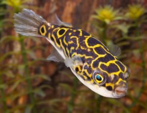 Figure 8 Puffer Tetraodon biocellatus | Arizona Aquatic Gardens
