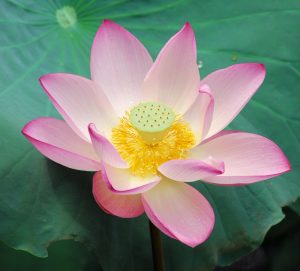 Lotus - Beautiful Dancer Water Lotus Tuber - Arizona Aquatic Gardens