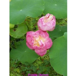 #1 Assorted Water Lotus Tuber Plants for sale AzGardens.com