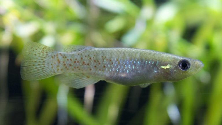 Golden Topminnow Fundulus chrysotus | Arizona Aquatic Gardens