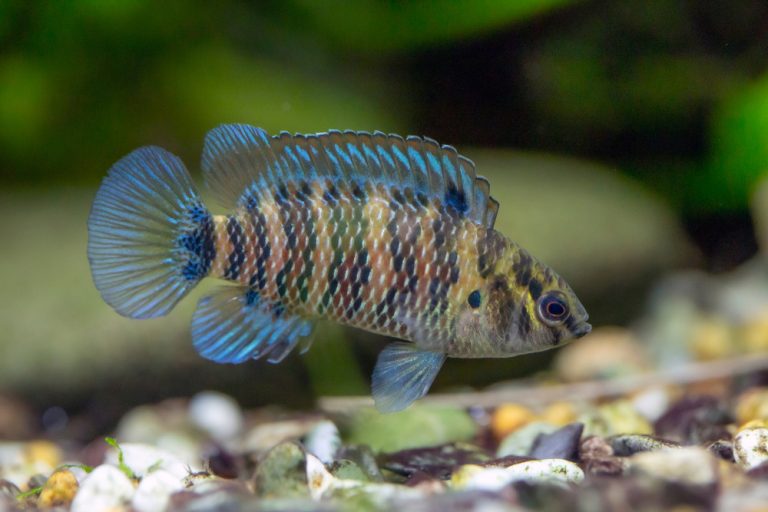 Red Melon Badis Chameleon Fish for sale at azgardens.com