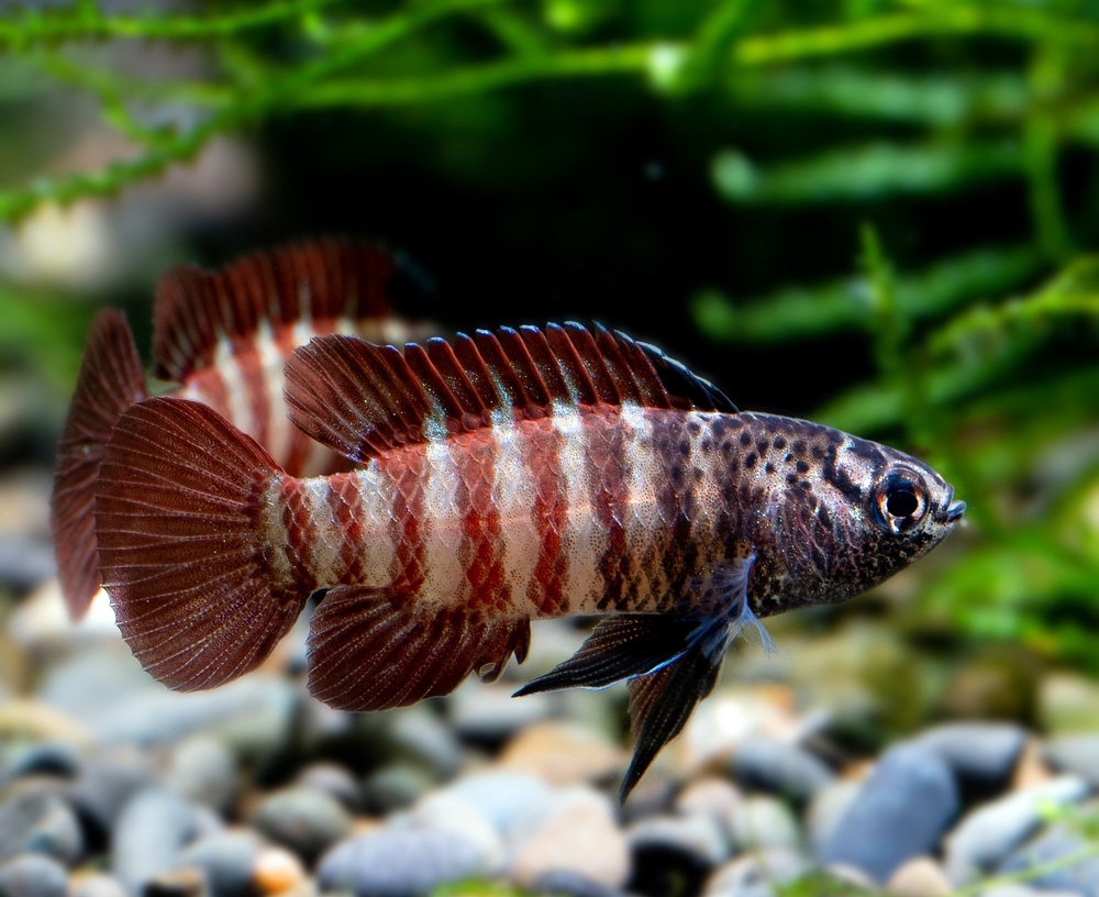 Red Melon Badis Chameleon Fish for sale at azgardens.com