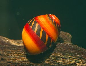 Red Racer Nerite Snail Vittina waigiensis for sale at azgardens.com