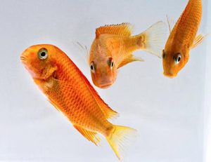 Tanganyikan Tropheus Blonde Firecracker Moorii Cichlid for sale