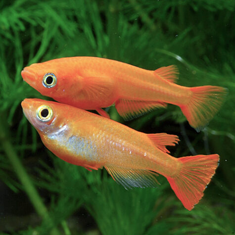 Golden Wonder Killifish | Arizona Aquatic Gardens