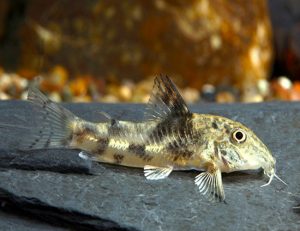 Cory - Banded Cory Catfish Barbatus Corydoras for sale at azgardens.com