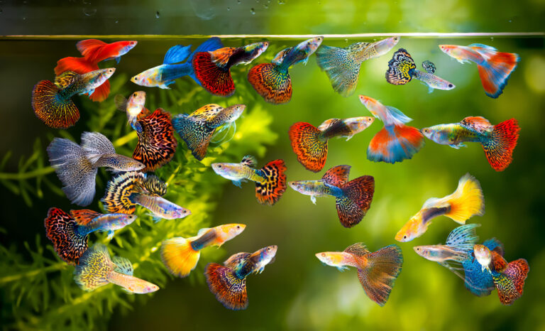 Buy Premium Male Assorted Guppy AzGardens.com
